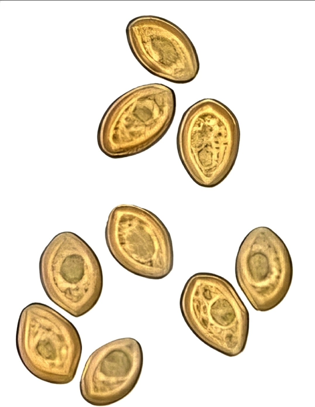 Spore Isolation Services – Imperial Scientific